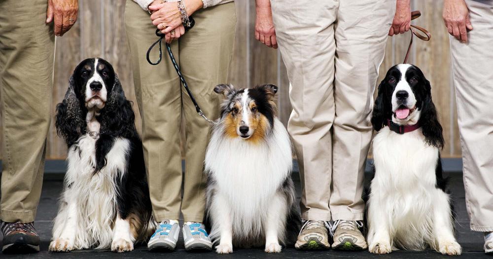 Pet Corner: The dog days of November | Pets | coastalpoint.com