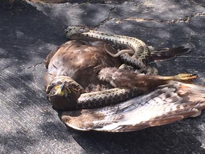 Local man becomes hawk hero | Opinion | coastalview.com