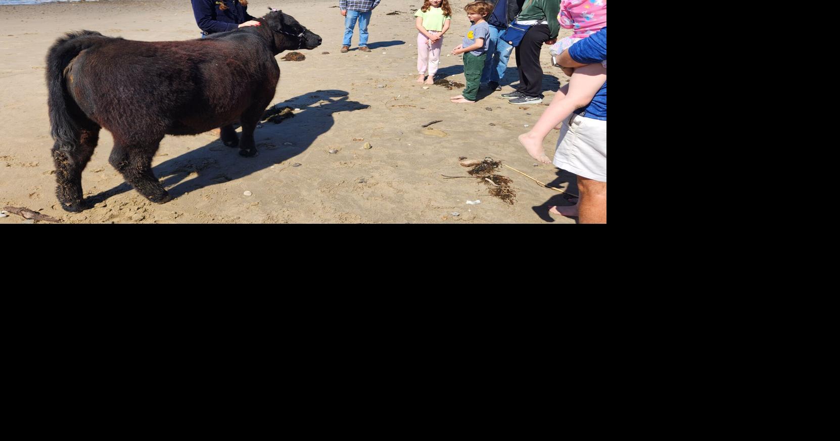 Tootsie explores the beach | News | coastalview.com