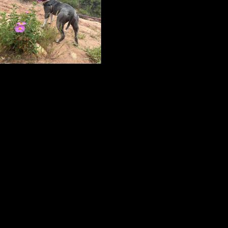 Meet Angel the sweetheart | Car Pet Eria | coastalview.com