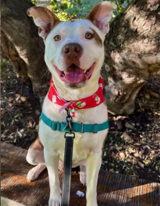Meet Pumba the people-friendly pup | Car Pet Eria | coastalview.com