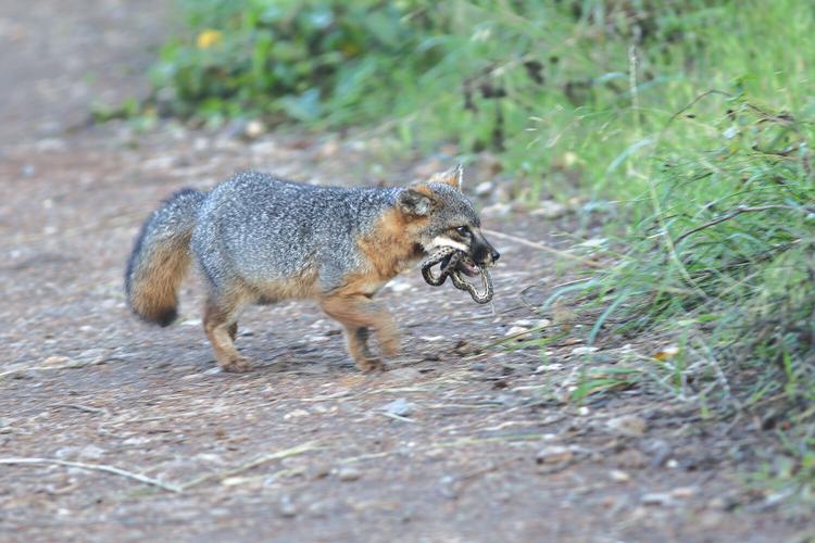 Fascination | Opinion | coastalview.com