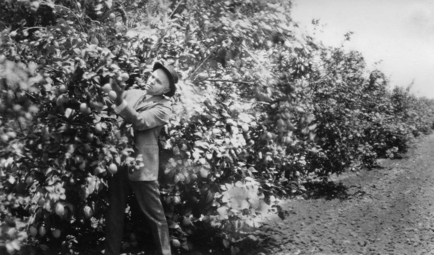 C. D. Hubbard and his lemon legacy | News | coastalview.com