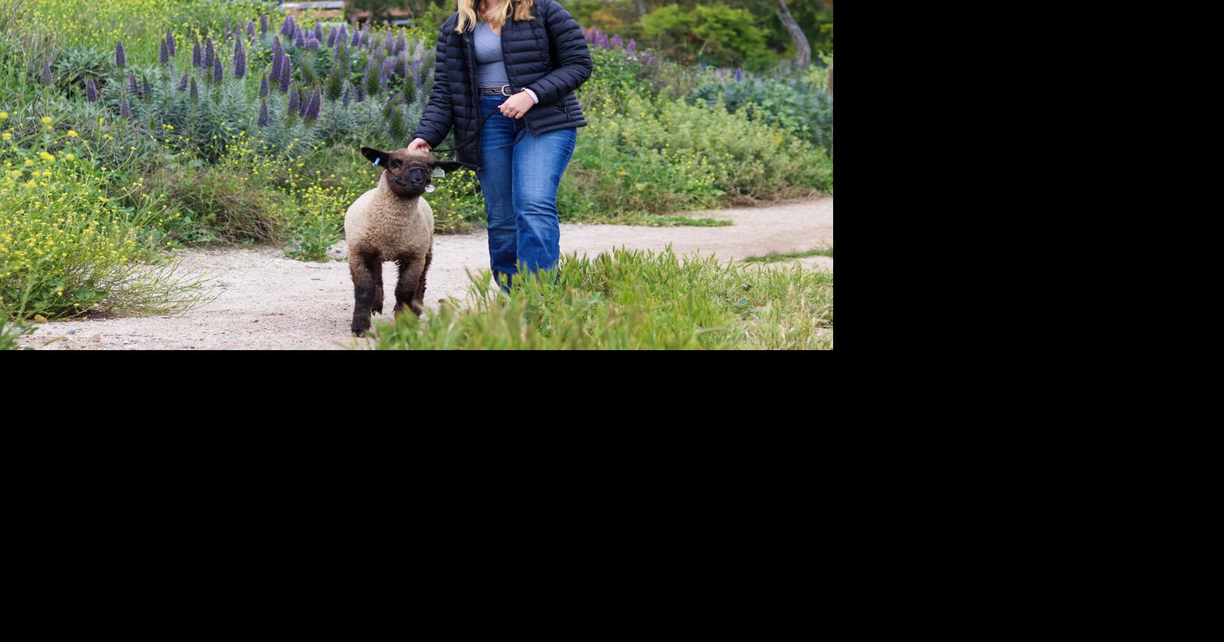 FFA farm animals find temporary homes off campus | News | coastalview.com