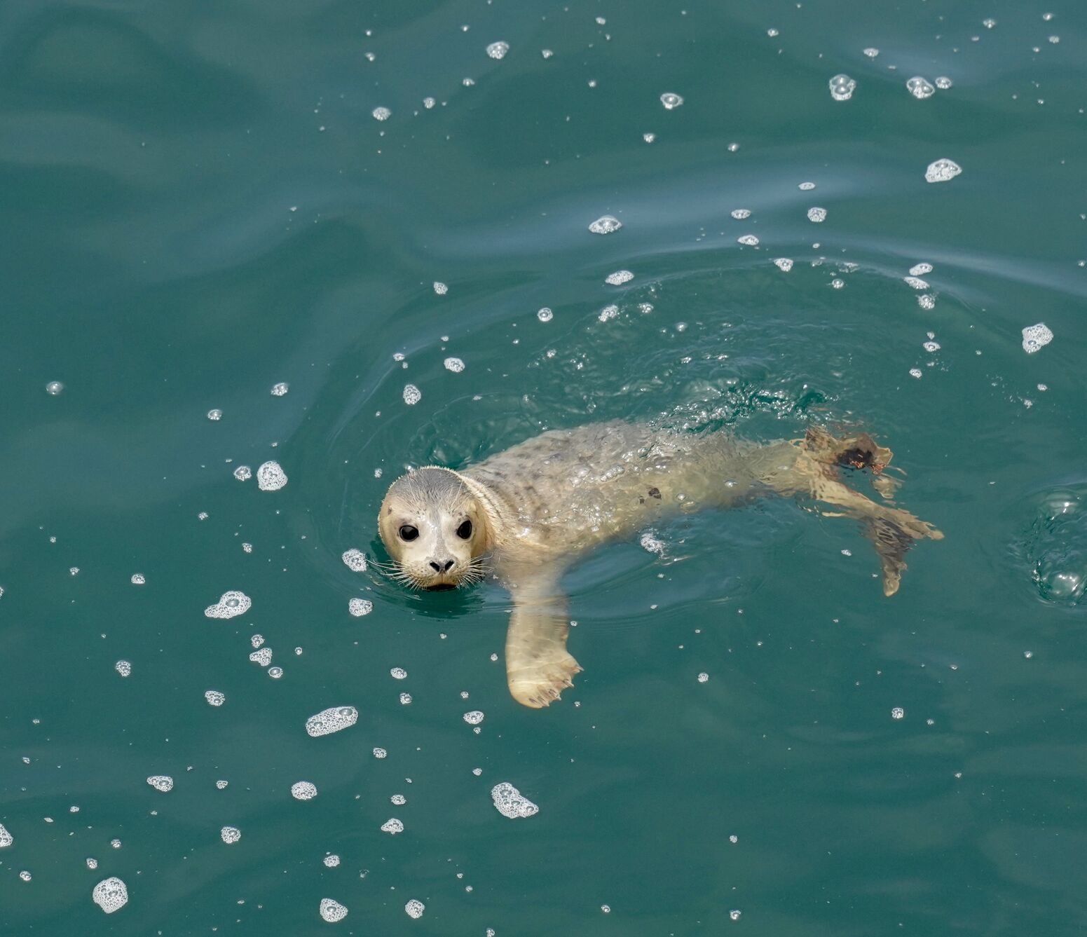 Seals returned to the ocean in CIMWI, Celebration Cruises collaboration ...
