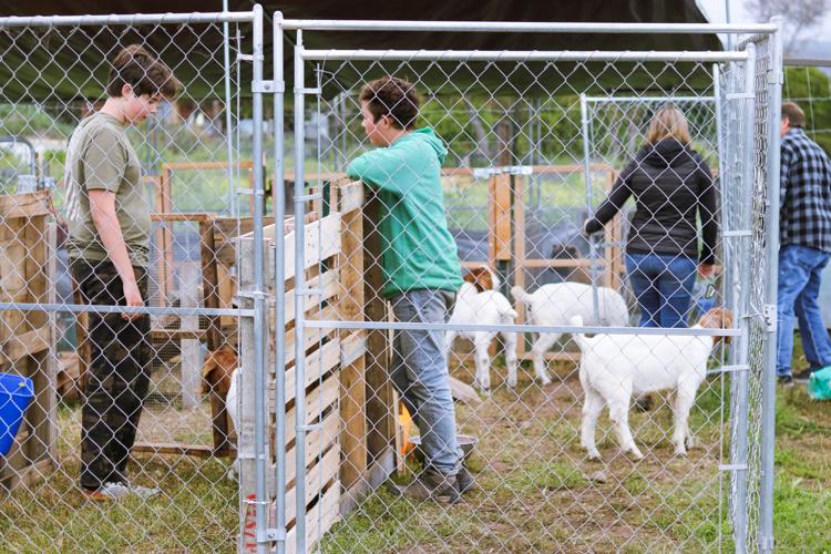 FFA farm animals find temporary homes off campus | News | coastalview.com
