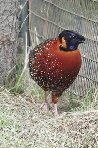 Bhutan beauties | News | coastalview.com