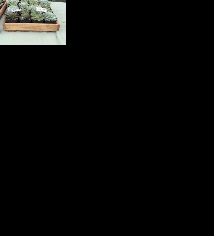 Museum Marketplace: June 24 | Arts & Entertainment | coastalview.com