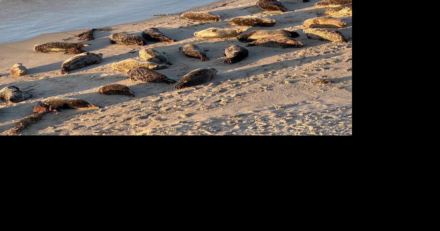 Save Our Seals: October Recap | News | coastalview.com