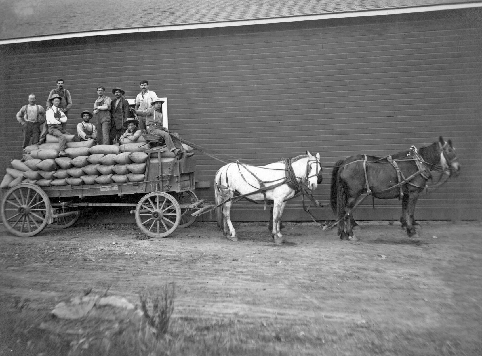 Lima beans were here | News | coastalview.com