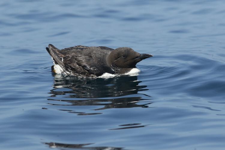 A quiet sea, a troubling sign for channel seabirds | Opinion ...