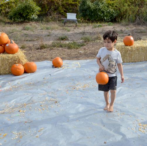 Carpinterians say goodbye to pumpkins with a smash | News | coastalview.com