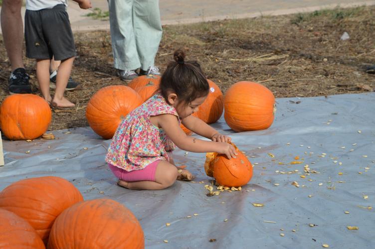 Carpinterians say goodbye to pumpkins with a smash | News | coastalview.com