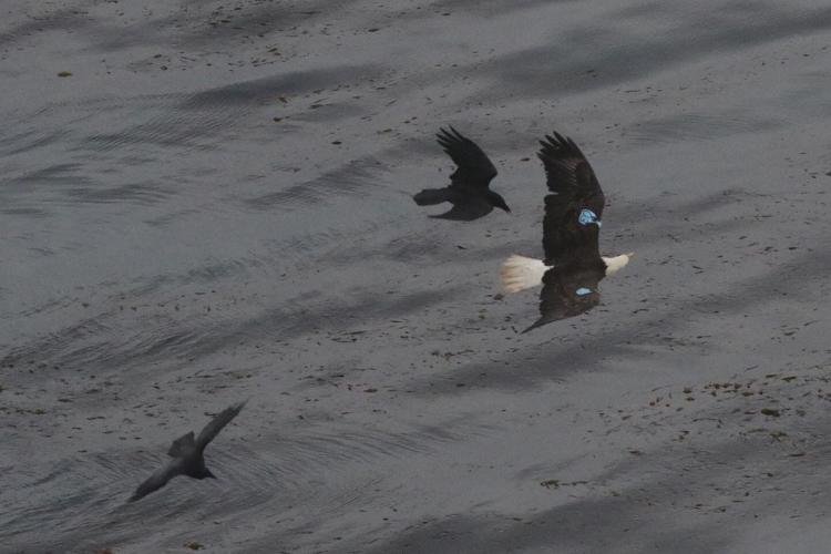 Love is in the air | Opinion | coastalview.com