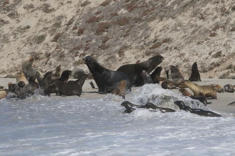 San Miguel Island | Opinion | coastalview.com