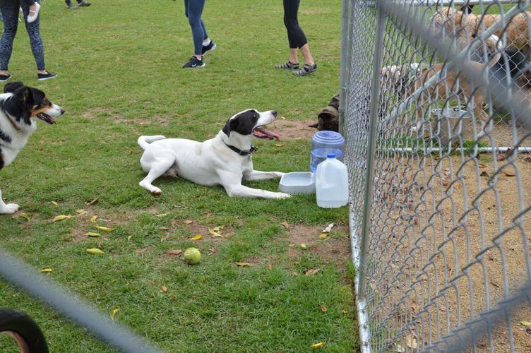 In Photos | Who let the dogs out? | News | coastalview.com