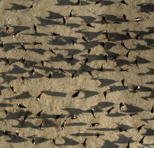 John Baran’s artistic journey: California’s coast, nature and wildlife ...