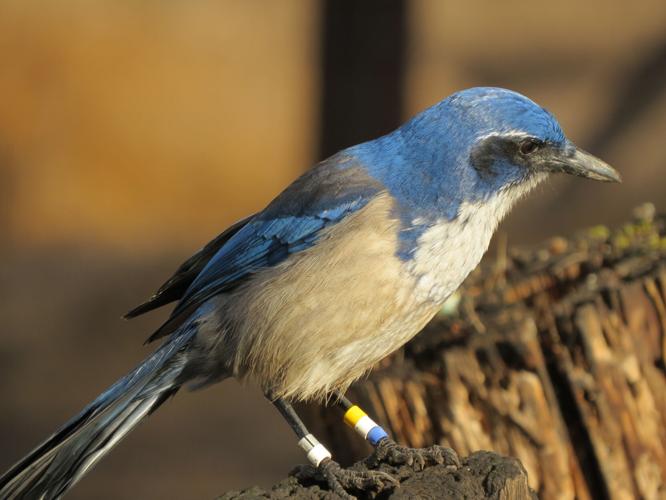 Dodging storms, counting birds on Santa Cruz Island | Opinion ...