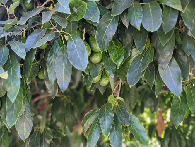 2020 California avocado season: volumes up, prices down | News ...