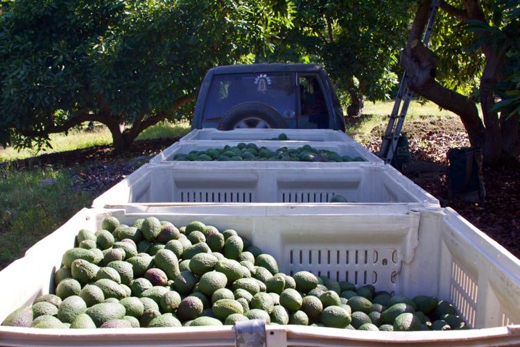 2020 California avocado season: volumes up, prices down | News ...