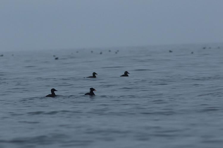 A quiet sea, a troubling sign for channel seabirds | Opinion ...