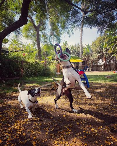 Training dogs and growing a business at Sandy Paws | Business ...