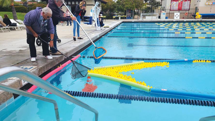 Duck, duck, go! | | coastalview.com