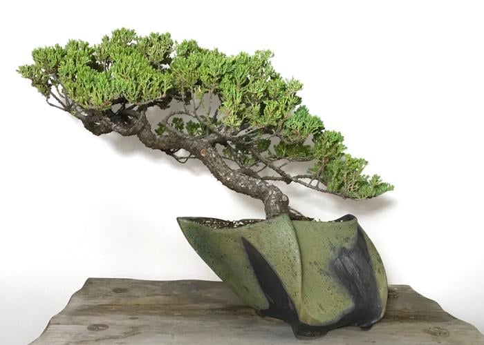Joe Sacks: The art of Bonsai sculpting | News | coastalview.com