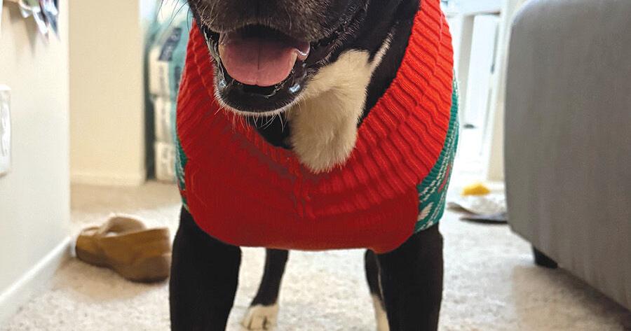 Meet Sally the sweetheart | Car Pet Eria | coastalview.com