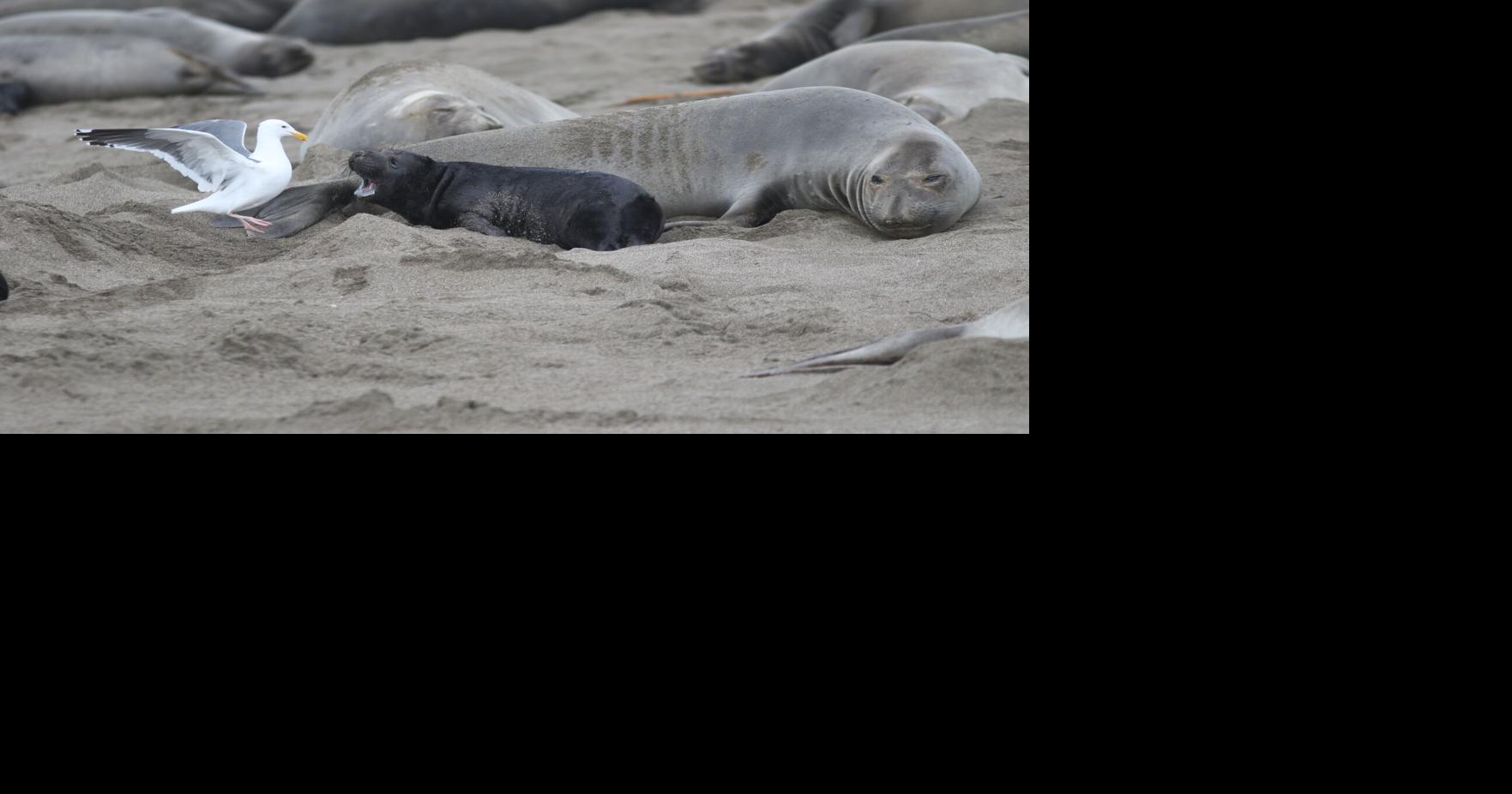 Central Coast scrum | Opinion | coastalview.com