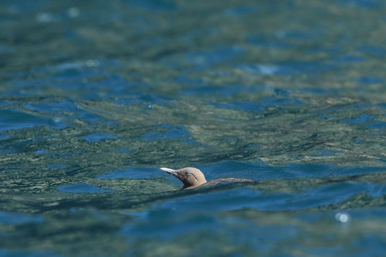 A quiet sea, a troubling sign for channel seabirds | Opinion ...