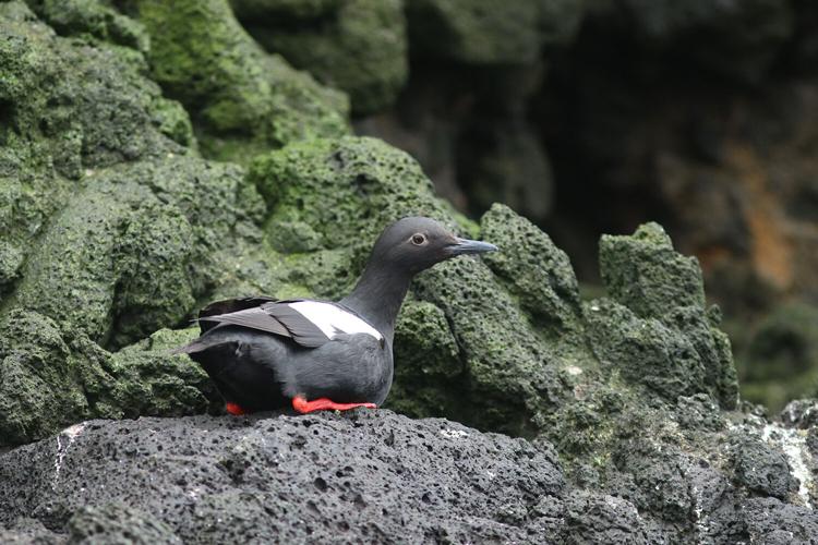 A quiet sea, a troubling sign for channel seabirds | Opinion ...