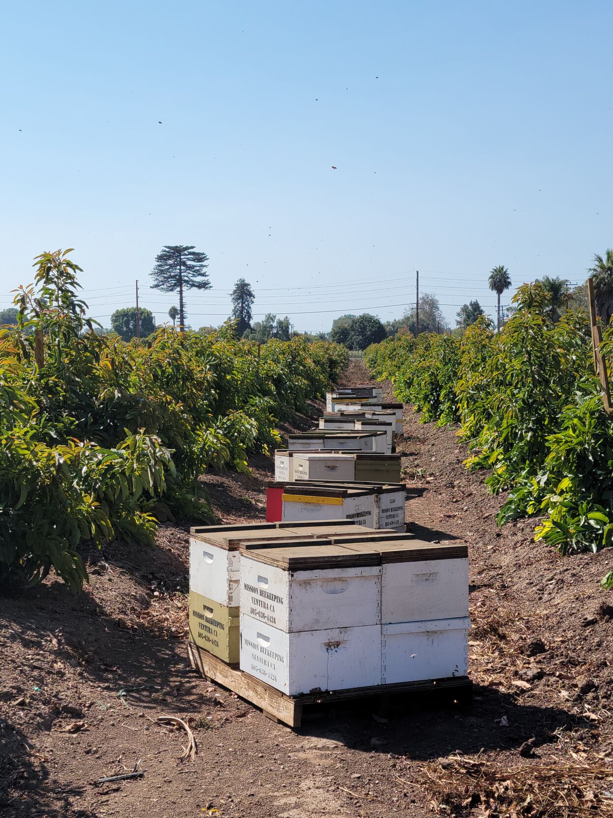 Carpinteria beekeeping operation opens up public tours | Business ...
