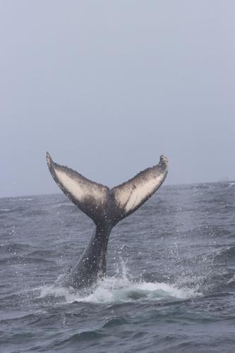 The tubercle effect | Opinion | coastalview.com