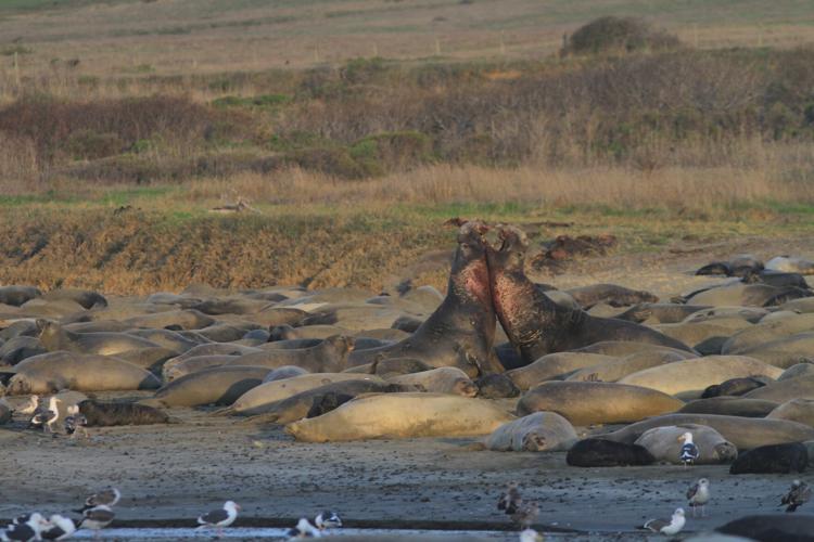 The beachmaster | Opinion | coastalview.com