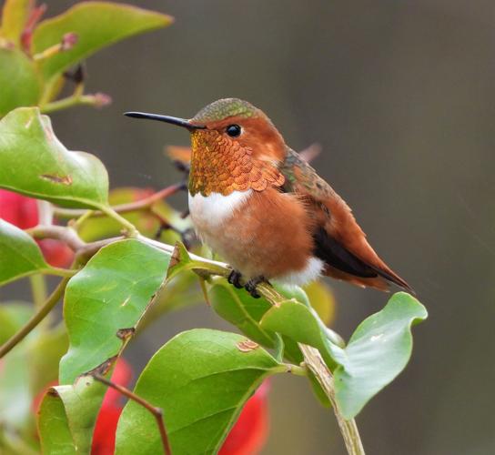 Hanging with hummingbirds | News | coastalview.com