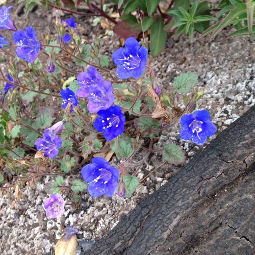 Restoring balance: stopping the spread of invasive plants | Opinion ...