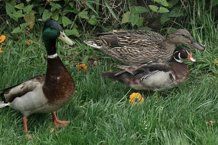 difference between mallards and ducks
