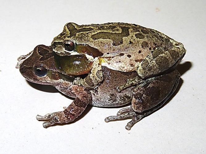 Froggy went a-courtin’ | Opinion | coastalview.com