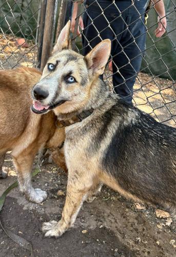 Meet social Twila | Car Pet Eria | coastalview.com