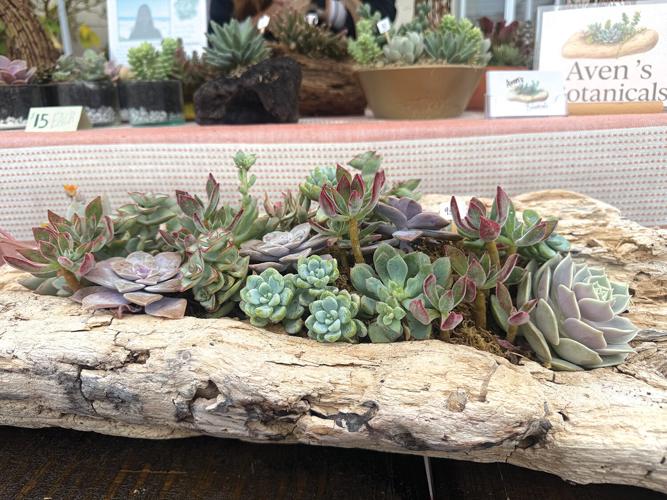 Aven’s Botanicals flourishes at local pop-ups | Business | coastalview.com