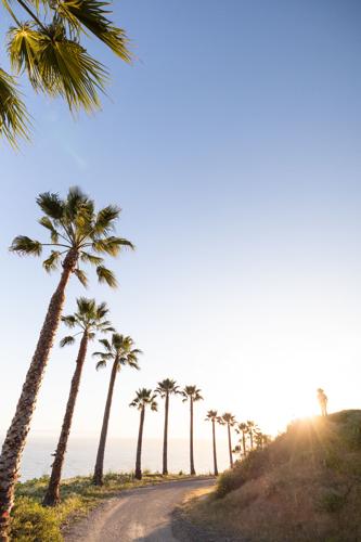 Rincon Tropics | Business | coastalview.com