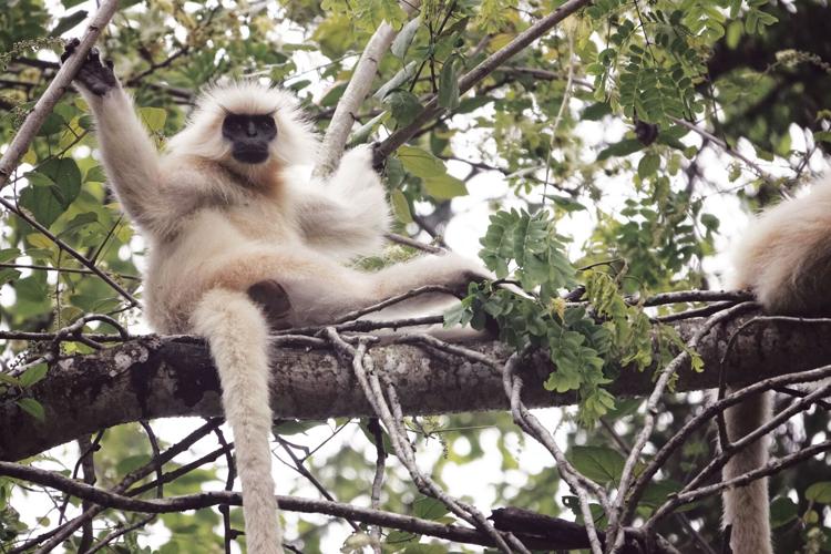 Bhutan beauties | News | coastalview.com