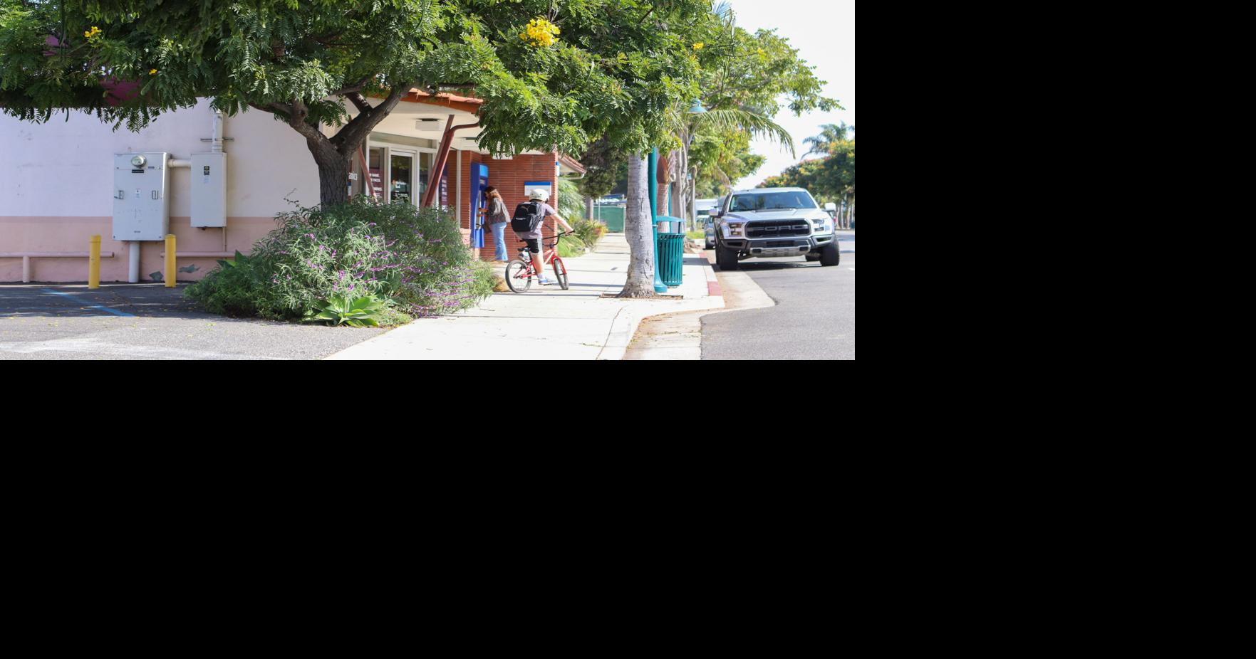 Ginko rises as the new darling of Carpinteria trees | News ...