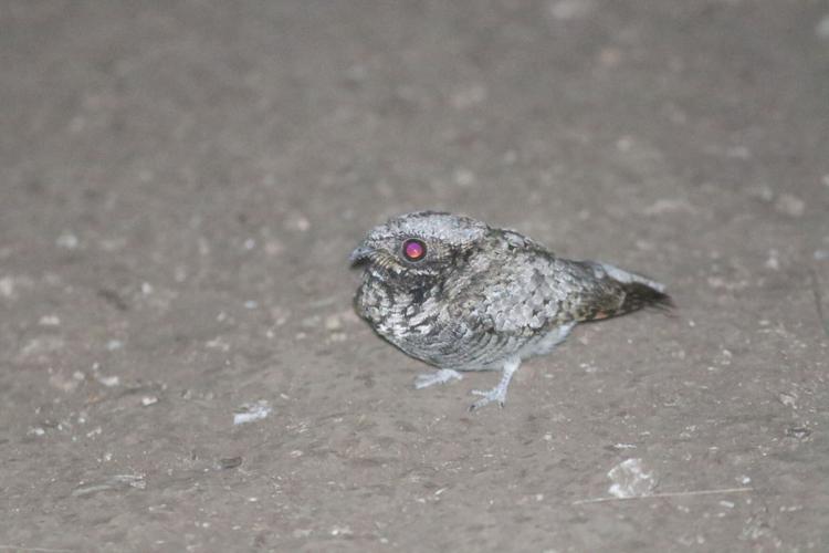 Night Moves | Opinion | coastalview.com