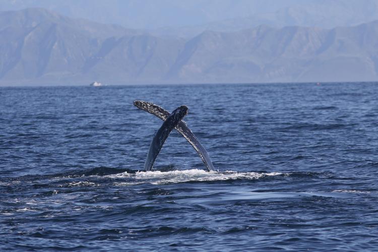 Whaling away | Opinion | coastalview.com