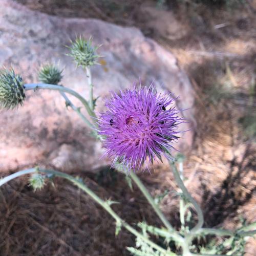 Global change, local action: Doing our part to support ecological ...