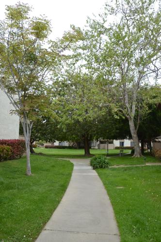 City halts unsanctioned tree removal | News | coastalview.com