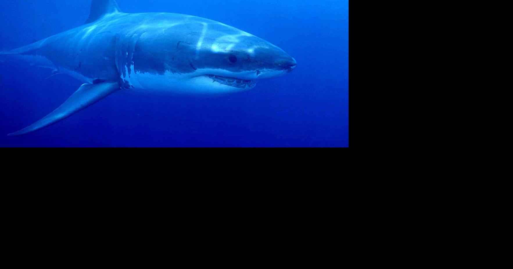 Swimming with sharks: Carpinteria’s white shark population continues to ...