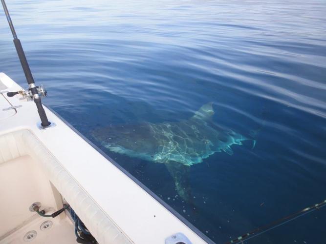 Swimming with sharks: Carpinteria’s white shark population continues to ...